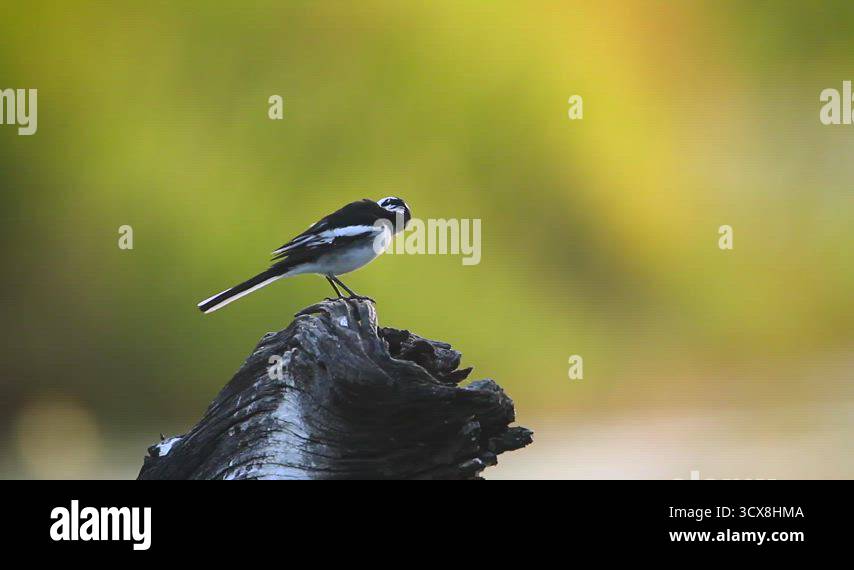 African Pied Wagtail in Kruger National park, South Africa Stock Video ...