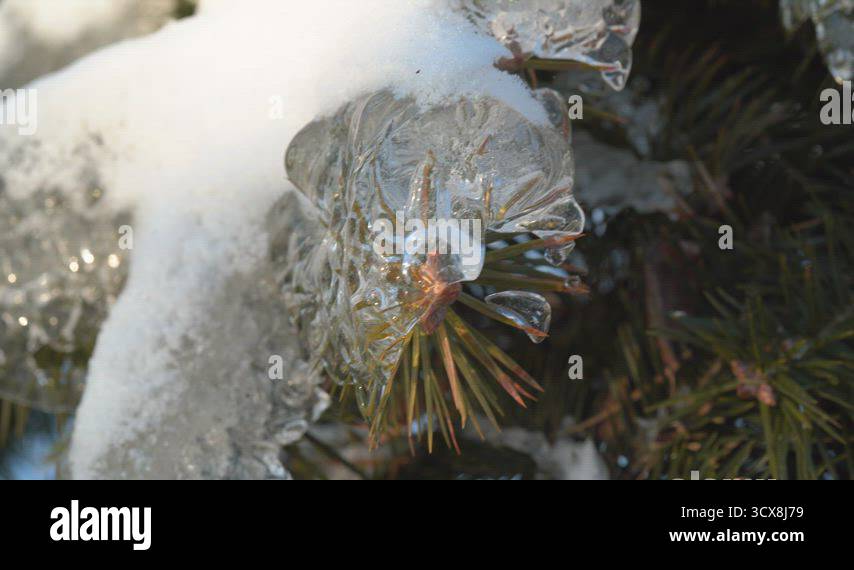 The branches of the fir trees in the ice after freezing rain Stock ...