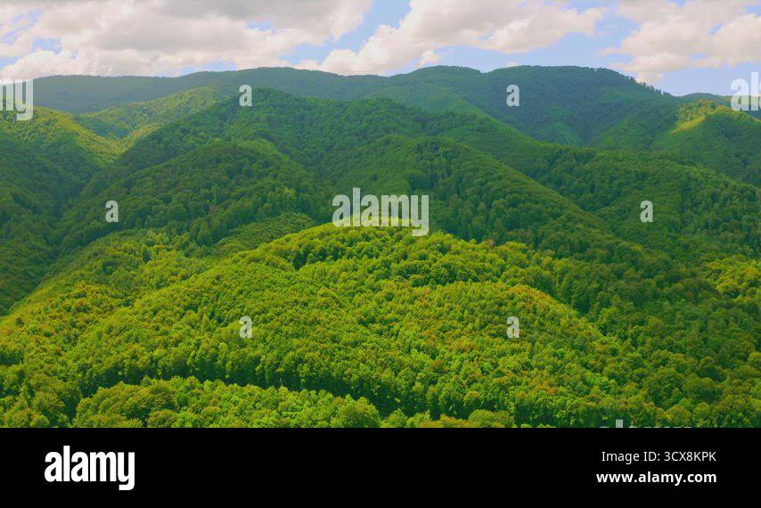 aerial panorama wood landscape Stock Video Footage - Alamy