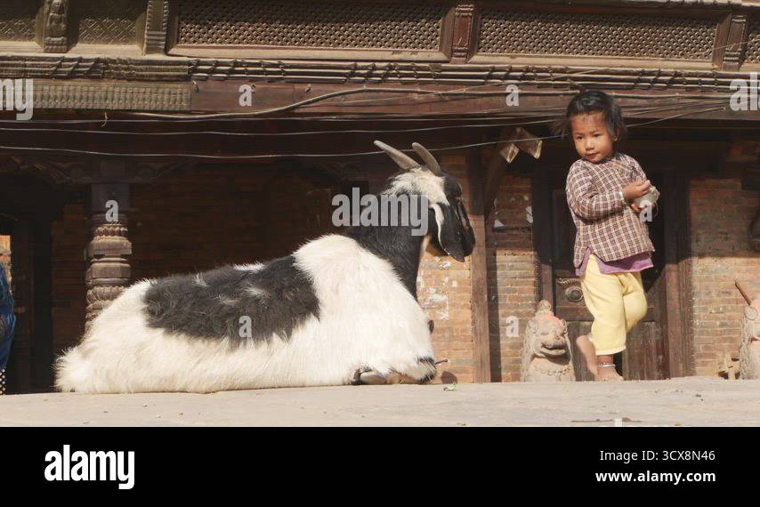 BHAKTAPUR, KATHMANDU, NEPAL - 18 October 2018 Child feeding resting ...