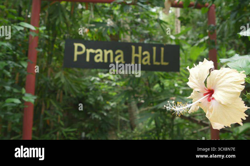 Sign with writing near tropical plants. Sign of facility for yoga and ...