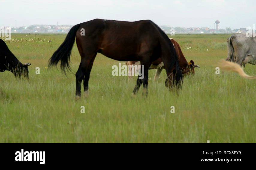 Cattle and horses grazing cattle Stock Videos & Footage - HD and 4K ...