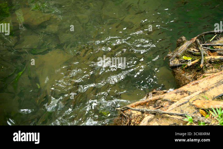 The fish swim in a shallow stream of a creek in te sun rays in the ...