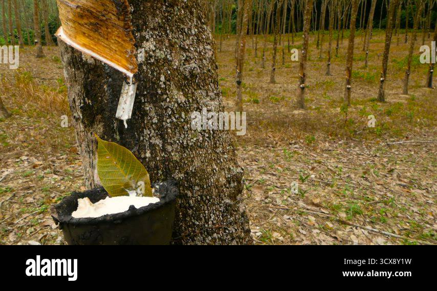 Plantation for the extraction of natural latex from rubber trees Stock ...