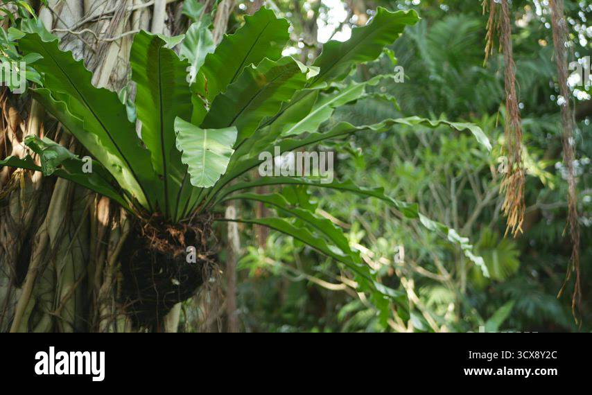 Fern birds nest on banyan. Bright fern birds nest with big green leaves ...