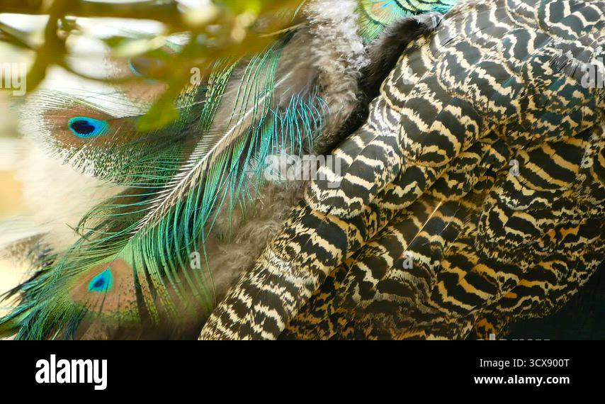 Elegant wild exotic bird, colorful artistic feathers. Close up of ...