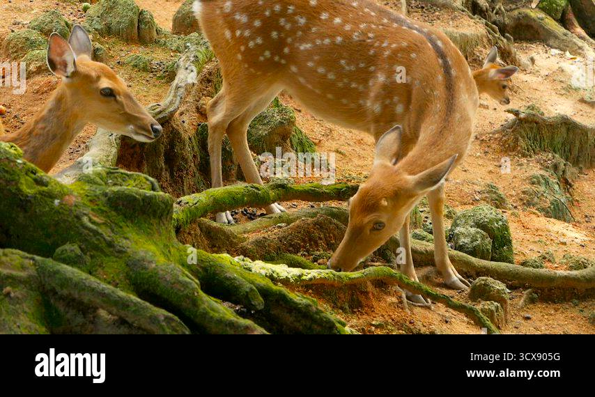 Wildlife scene. Young fallow whitetail deer, wild mammal animal in ...