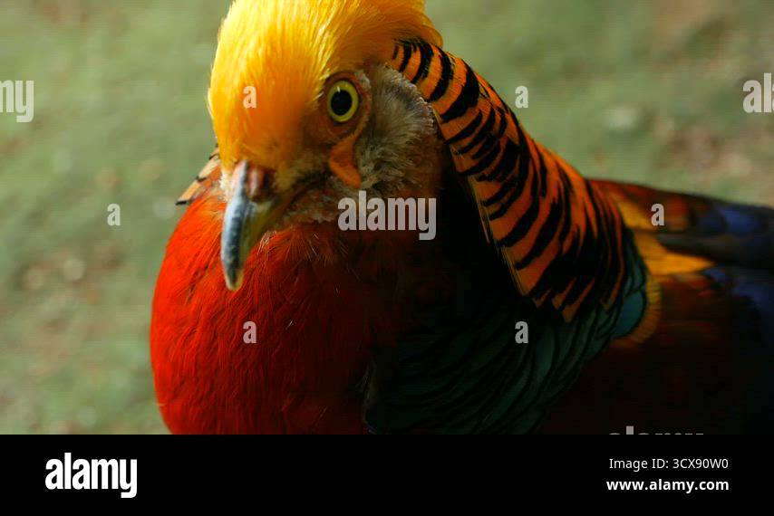 Magnificent elegant male of Chinese Red Golden pheasant, Chrysolophus ...