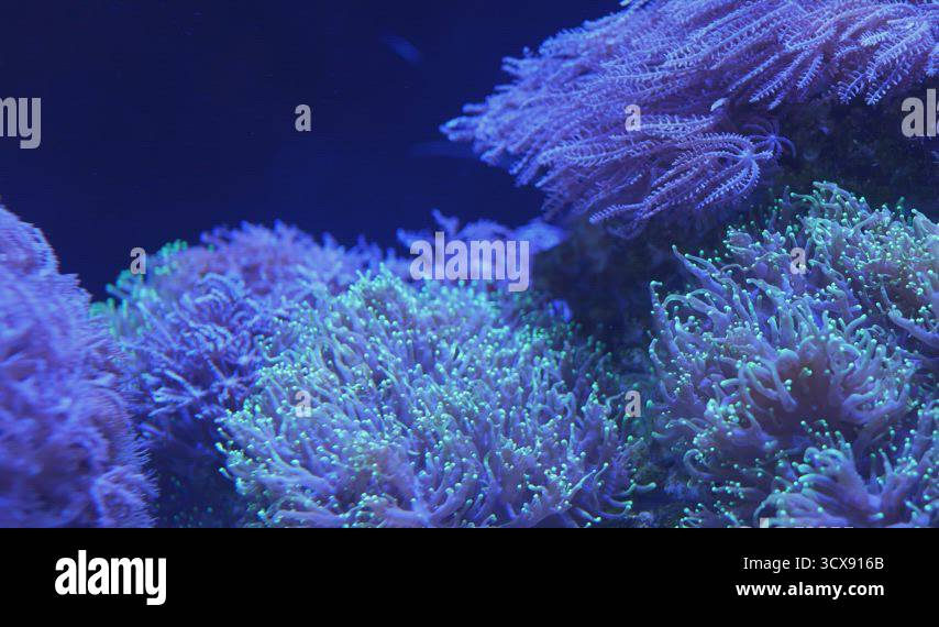 Soft corals in aquarium. Closeup Anthelia and Euphyllia corals in clean ...