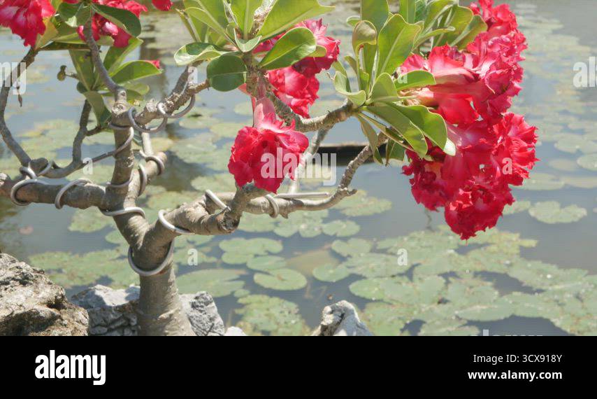 Blooming bonsai tree near pond. Beautiful small bonsai tree with red ...