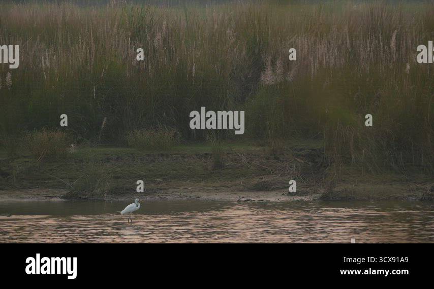 Sunset on tranquil river in summer. Sun reflecting on calm water with ...