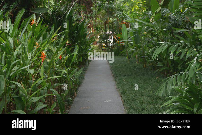 Beautiful landscape of exotic tropical garden. Dense impassable ...