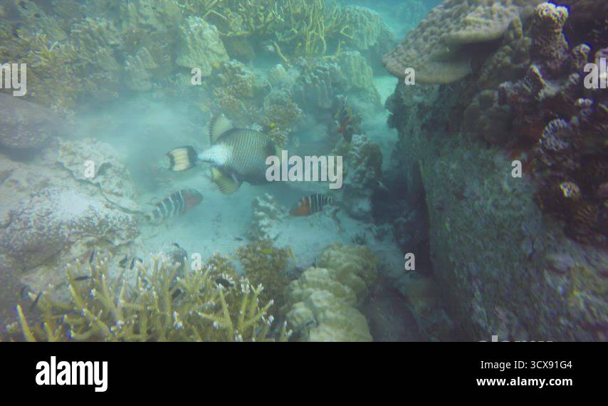 Marine scuba diving, Underwater colorful tropical coral reef seascape ...