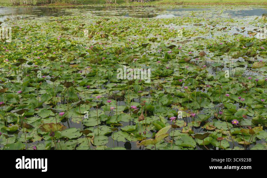 From above green yellow lotus leaves on tall stem and seeds in gloomy ...