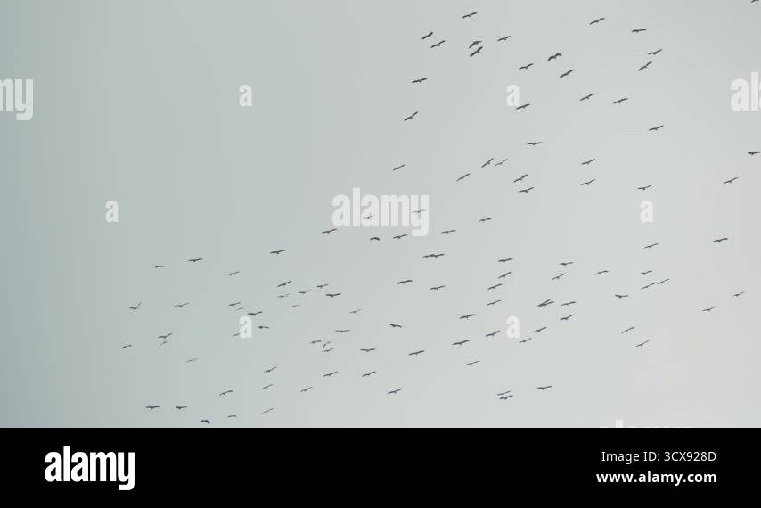 From below flock of storks flying against gray cloudy sky. Silhouettes ...