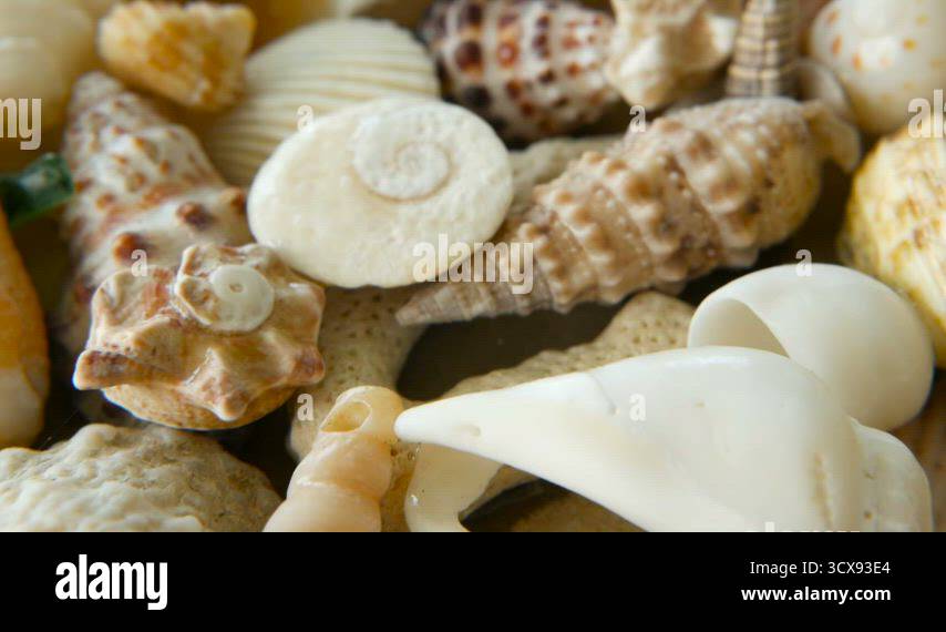 Marine mollusk shells Stock Videos & Footage - HD and 4K Video Clips ...