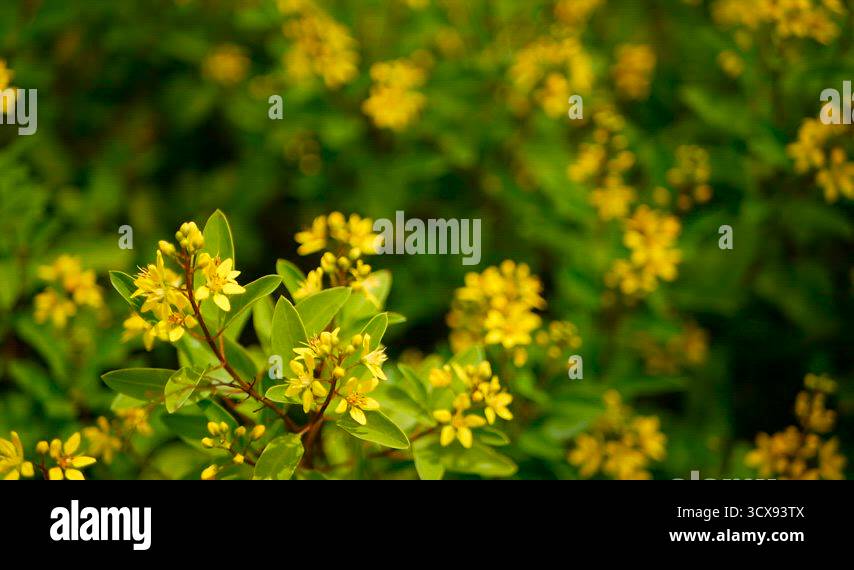 Spring field of small yellow flowers of Galphimia. Evergreen shrub of ...