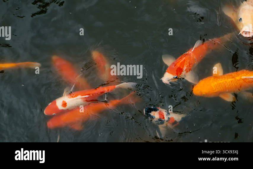 Vibrant Colorful Japanese Koi Carp fish swimming in traditional garden ...