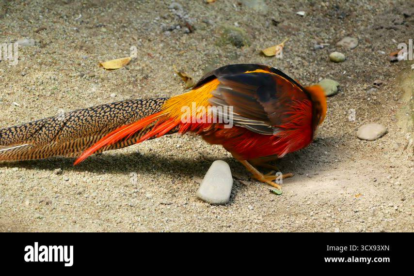 Magnificent elegant male of Chinese Red Golden pheasant, Chrysolophus ...