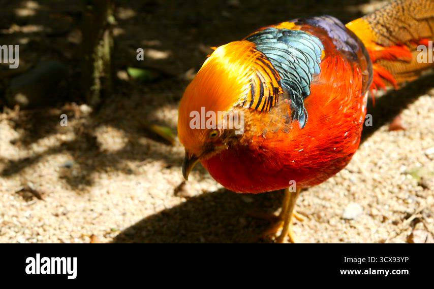 Magnificent elegant male of Chinese Red Golden pheasant, Chrysolophus ...