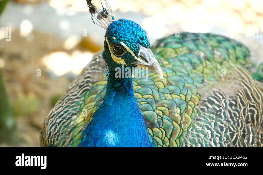 Elegant wild exotic bird, colorful artistic feathers. Close up of ...