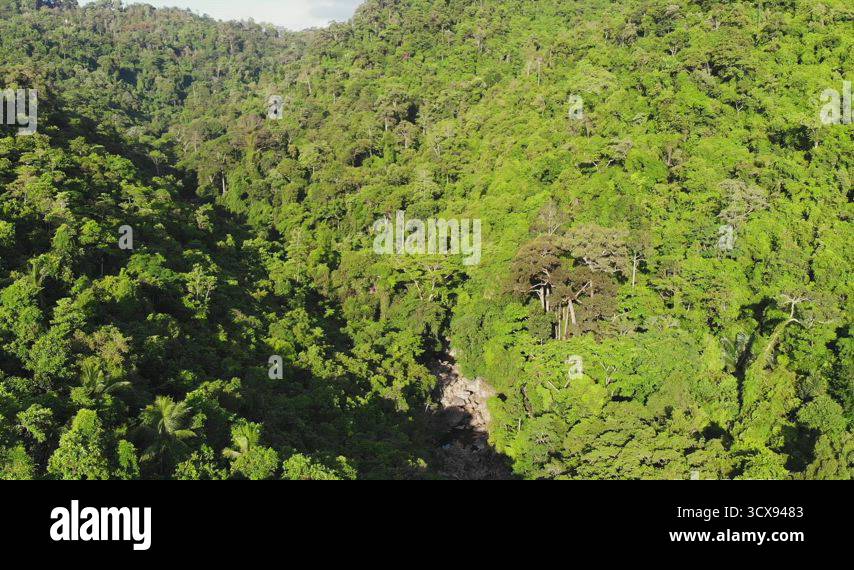 Green jungle on hills. Tropical trees growing on hilly terrain on Koh ...