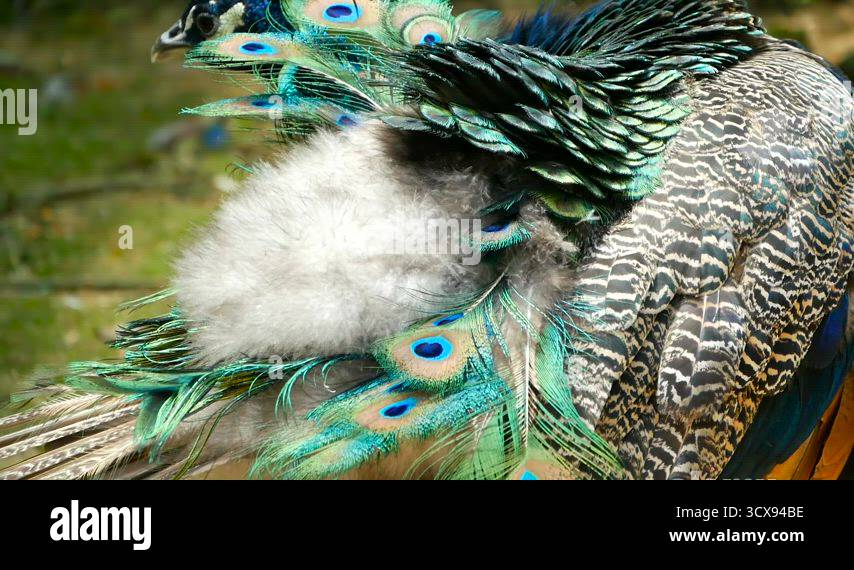 Elegant wild exotic bird, colorful artistic feathers. Close up of ...
