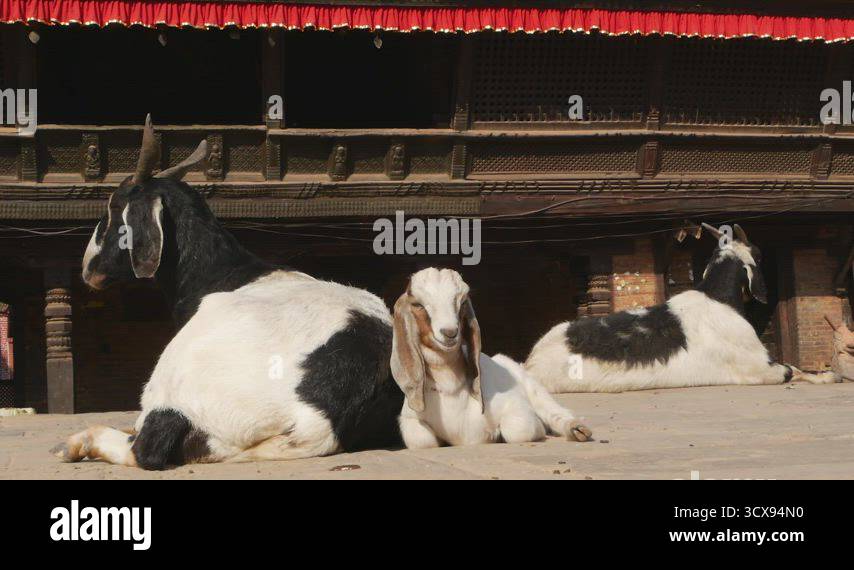 Resting Goat in Bhaktapur, Kathmandu. Daily life of oriental ancient ...