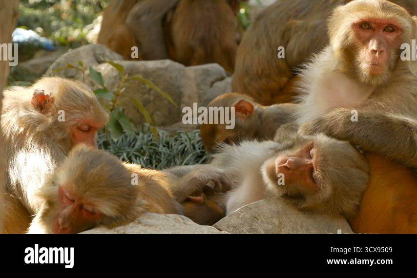 Group of rhesus macaques on rocks. Family of furry beautiful macaques ...