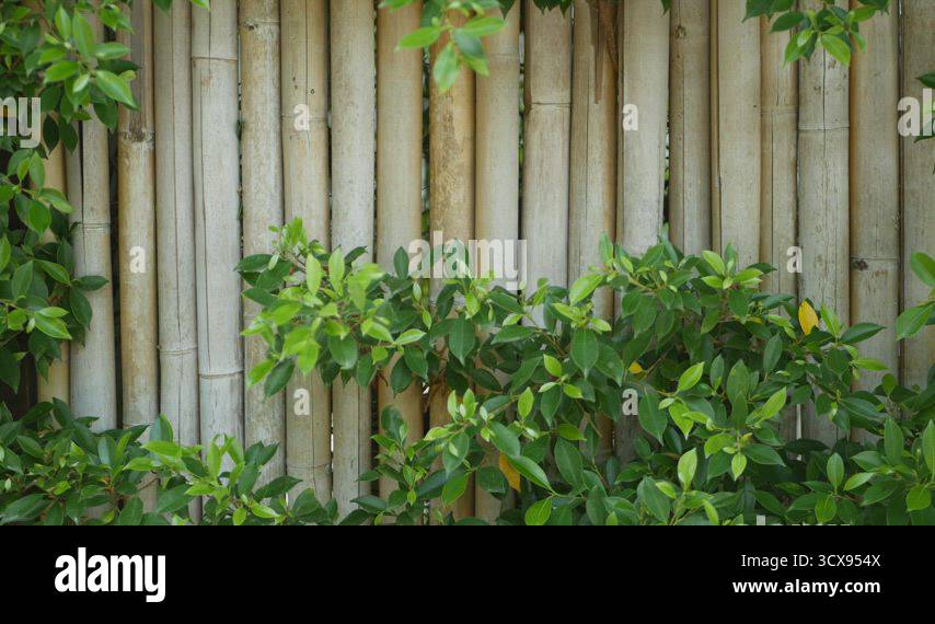 Bamboo fence surrounded by lush vegetation. Durable bamboo fence and ...