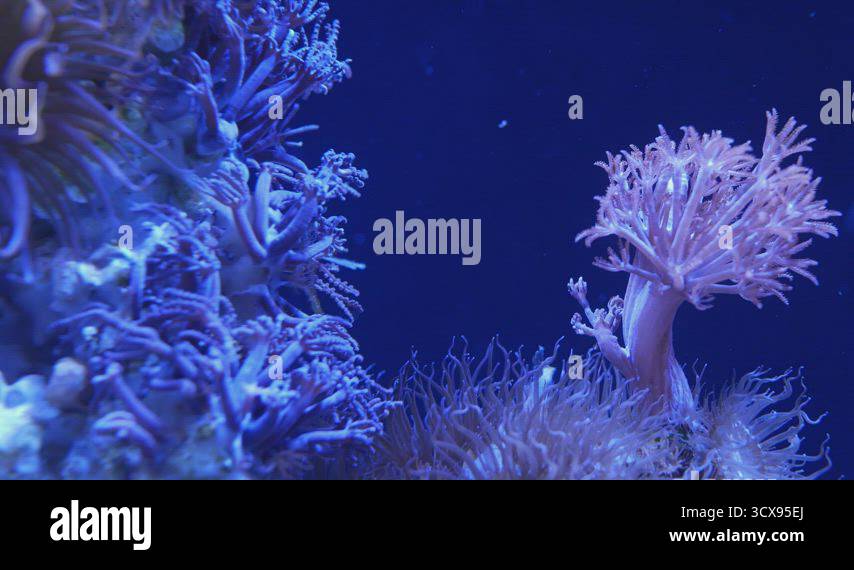 Soft corals in aquarium. Closeup Anthelia and Euphyllia corals in clean ...