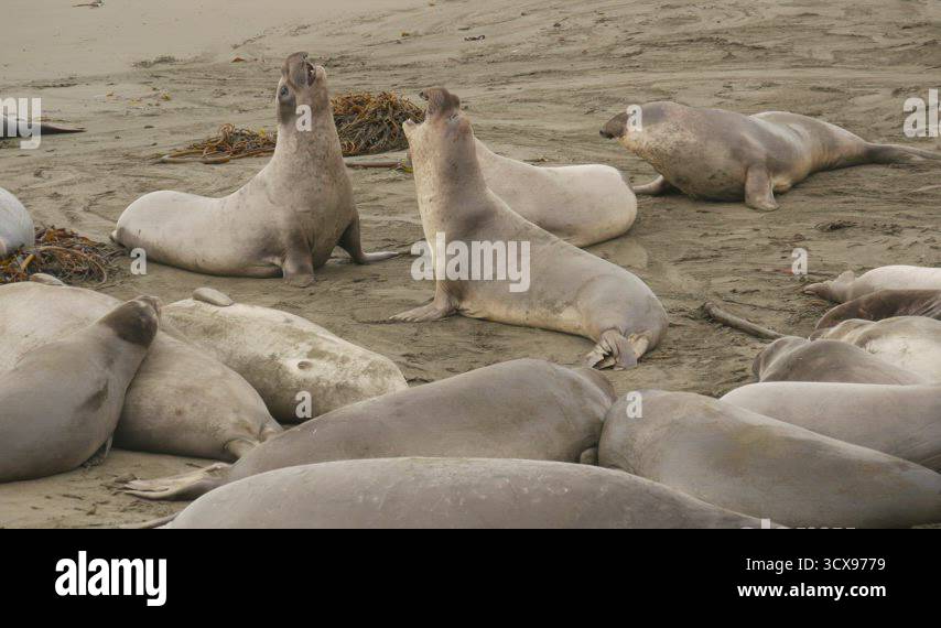 Large sea lions fight Stock Videos & Footage - HD and 4K Video Clips ...