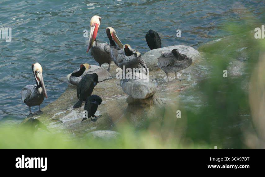 Brown pelicans with throat pouch and double-crested cormorants after ...
