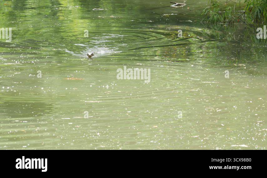 Asian common water monitor large varanid lizard native to Asia. Varanus ...