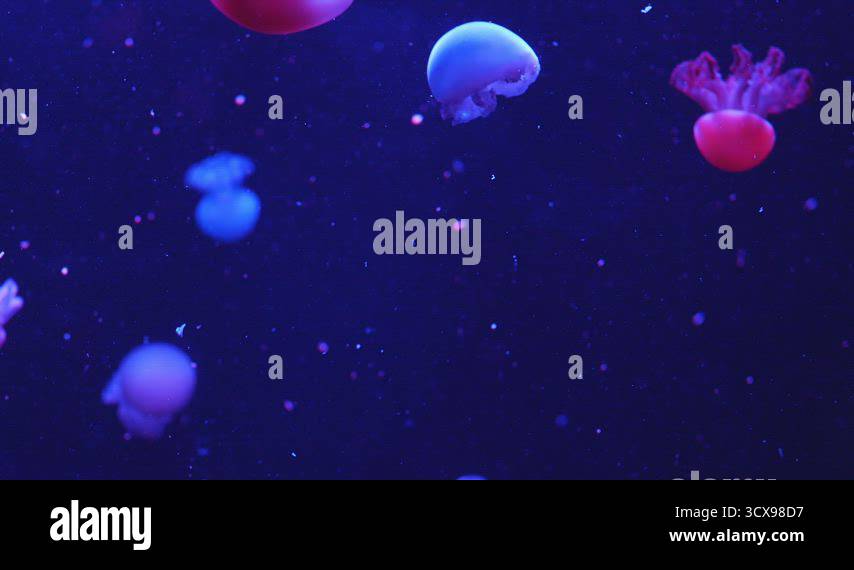 Shiny vibrant fluorescent jellyfish glow underwater, dark neon dynamic ...