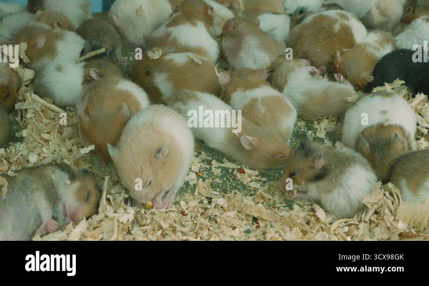 Hamsters in overcrowded cage on pet market. From above many captive ...