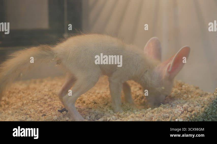 Unhappy fennec lying on cage floor. Cute sad fennec fox lying on wooden ...