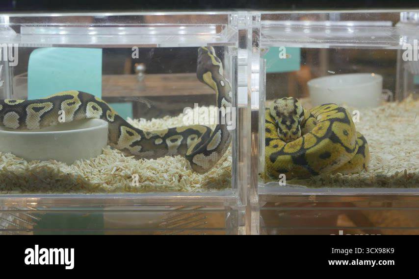 Snakes in plastic boxes Stock Videos & Footage - HD and 4K Video Clips ...