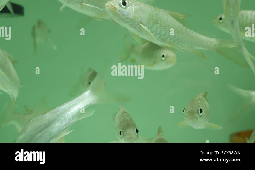 Diversity of tropical fishes in exotic decorative aquarium. Assortment ...