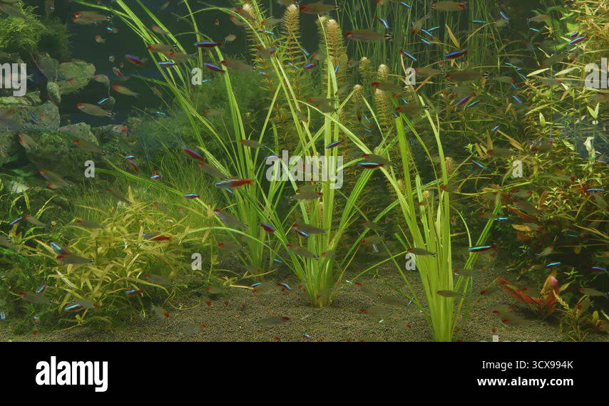 Colorful vivid fluorescent small fishes glow in river fresh water ...