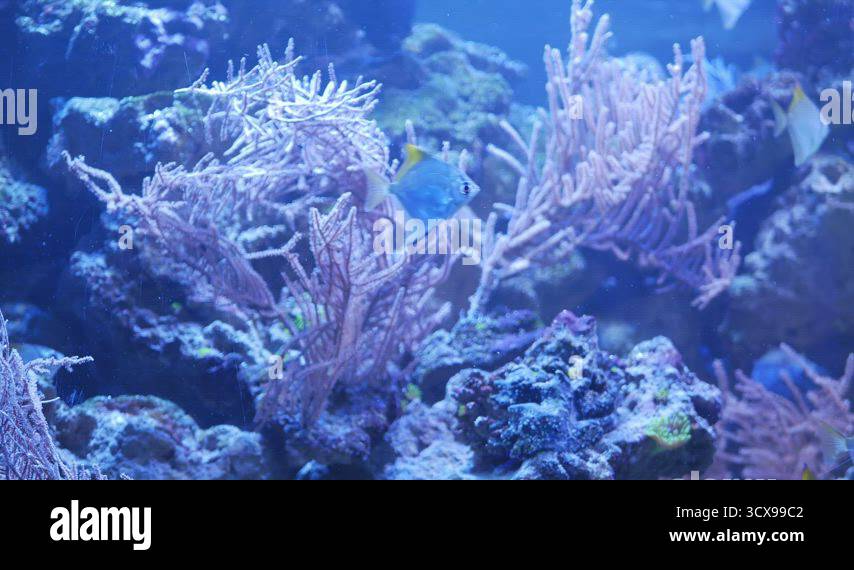 Species of soft corals and fishes in lillac aquarium under violet or ...