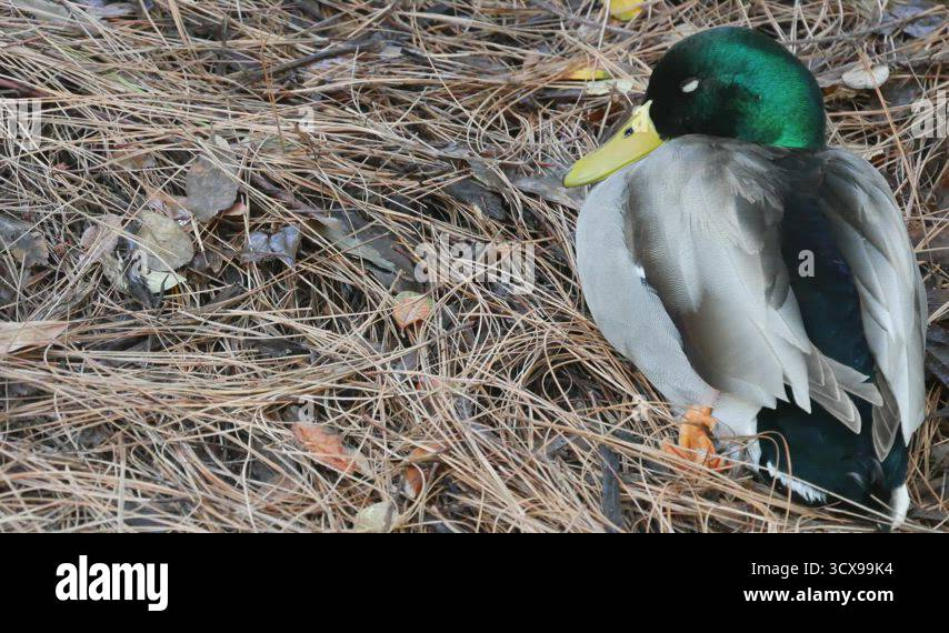 Colourful mallard dabbling duck in natural habitat. Waterflow multi ...