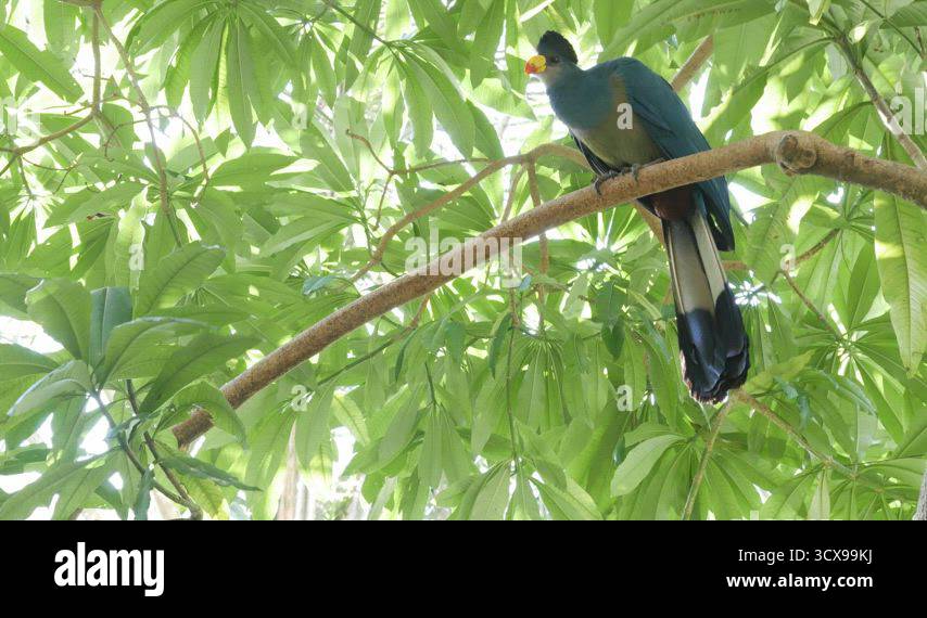Great Blue Turaco in tropical rainforest. Exotic extraordinary african ...