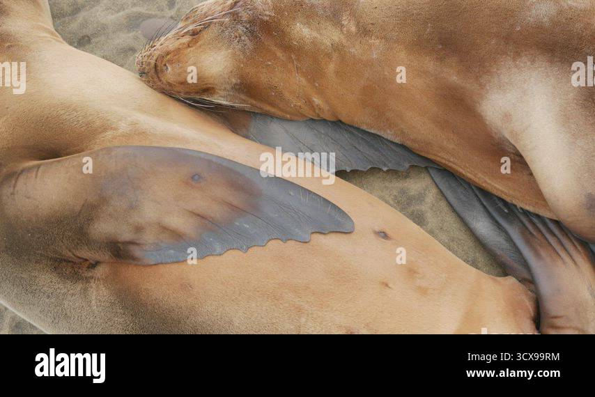 Cute baby cub, sweet sea lion pup and mother. Funny lazy seals, ocean ...