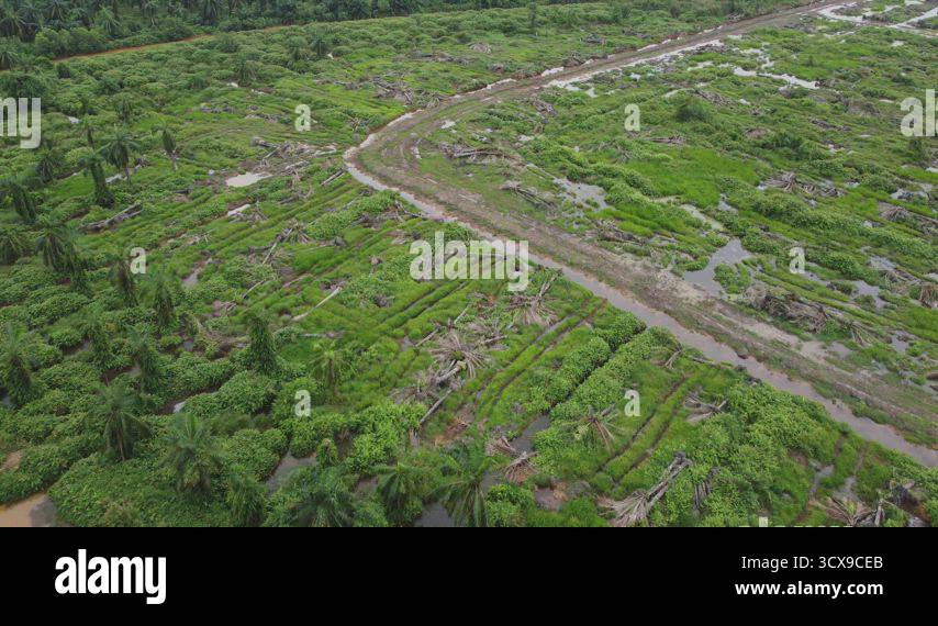 Palm oil tree after cut down Stock Video Footage - Alamy