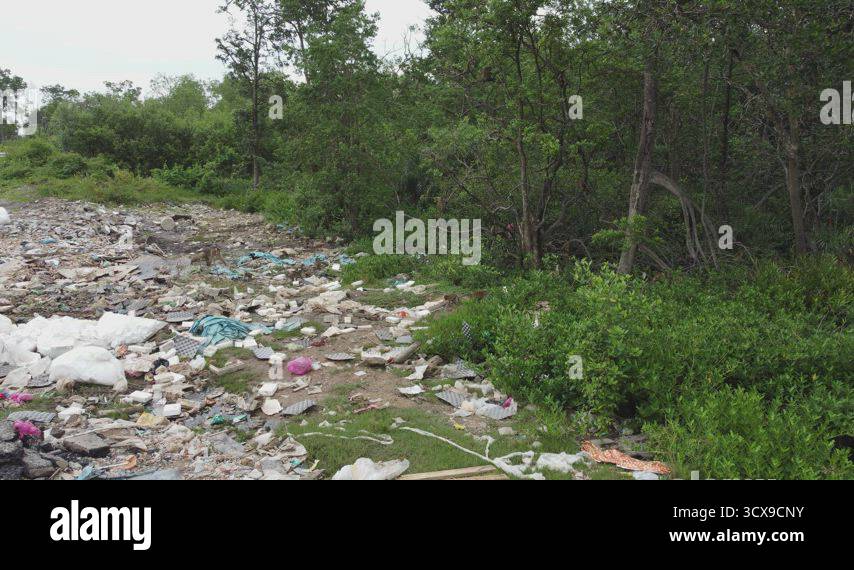 Monkey search food garbage dump Stock Videos & Footage - HD and 4K ...