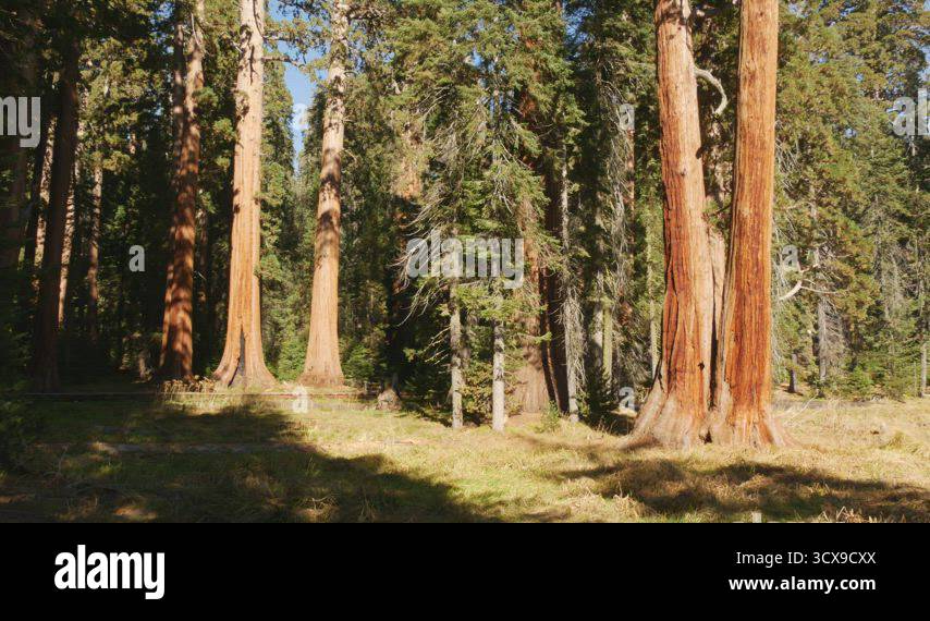 Sequoia forest, redwood trees in national park, Northern California ...