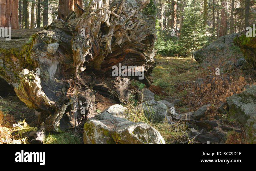 Roots of fallen sequoia, giant redwood tree trunk in forest. Uprooted ...