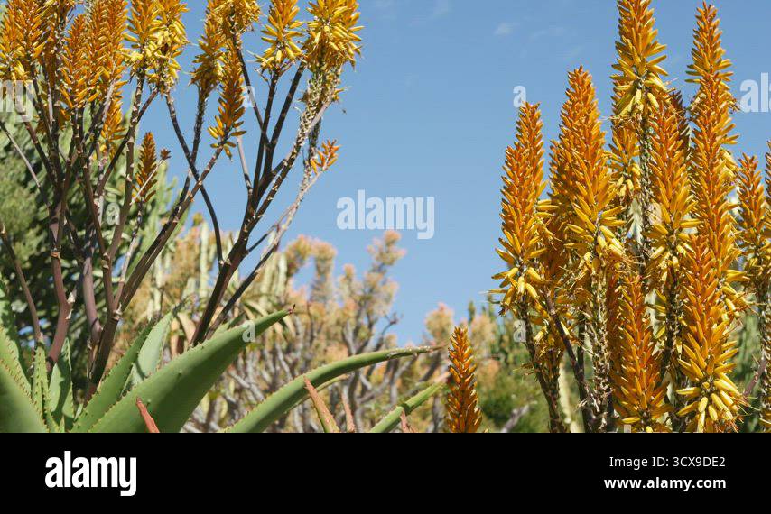 Aloe succulent plant yellow flower, California USA. Desert flora arid ...