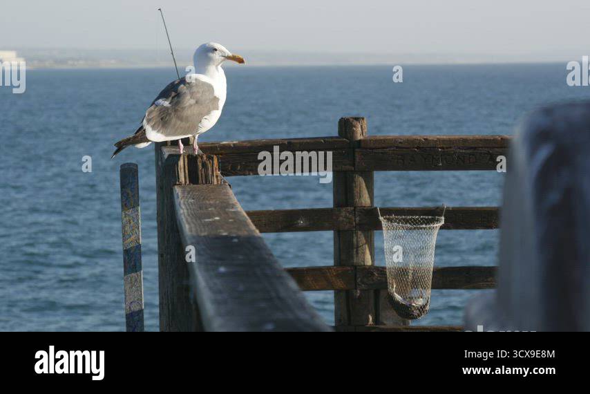 Saltwater angling on pier California USA. Sea ocean. Fishing catch ...